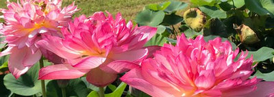 Exquisite, Micro Lotus, Teacup Lotus – Ten Mile Creek Nursery