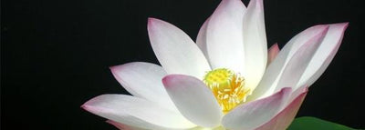 Exquisite, Micro Lotus, Teacup Lotus – Ten Mile Creek Nursery