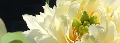 How to Store Lotus in Winter – Ten Mile Creek Nursery