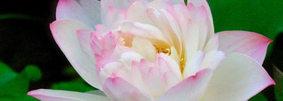 Exquisite, Micro Lotus, Teacup Lotus – Ten Mile Creek Nursery