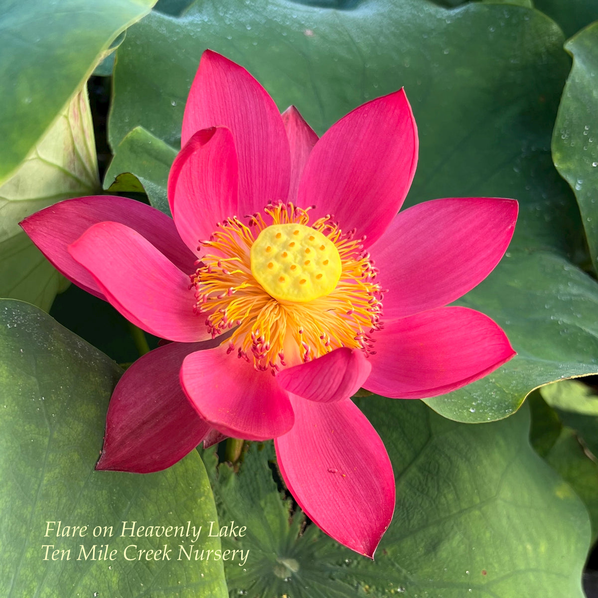 Flare in Heavenly Lake – Ten Mile Creek Nursery