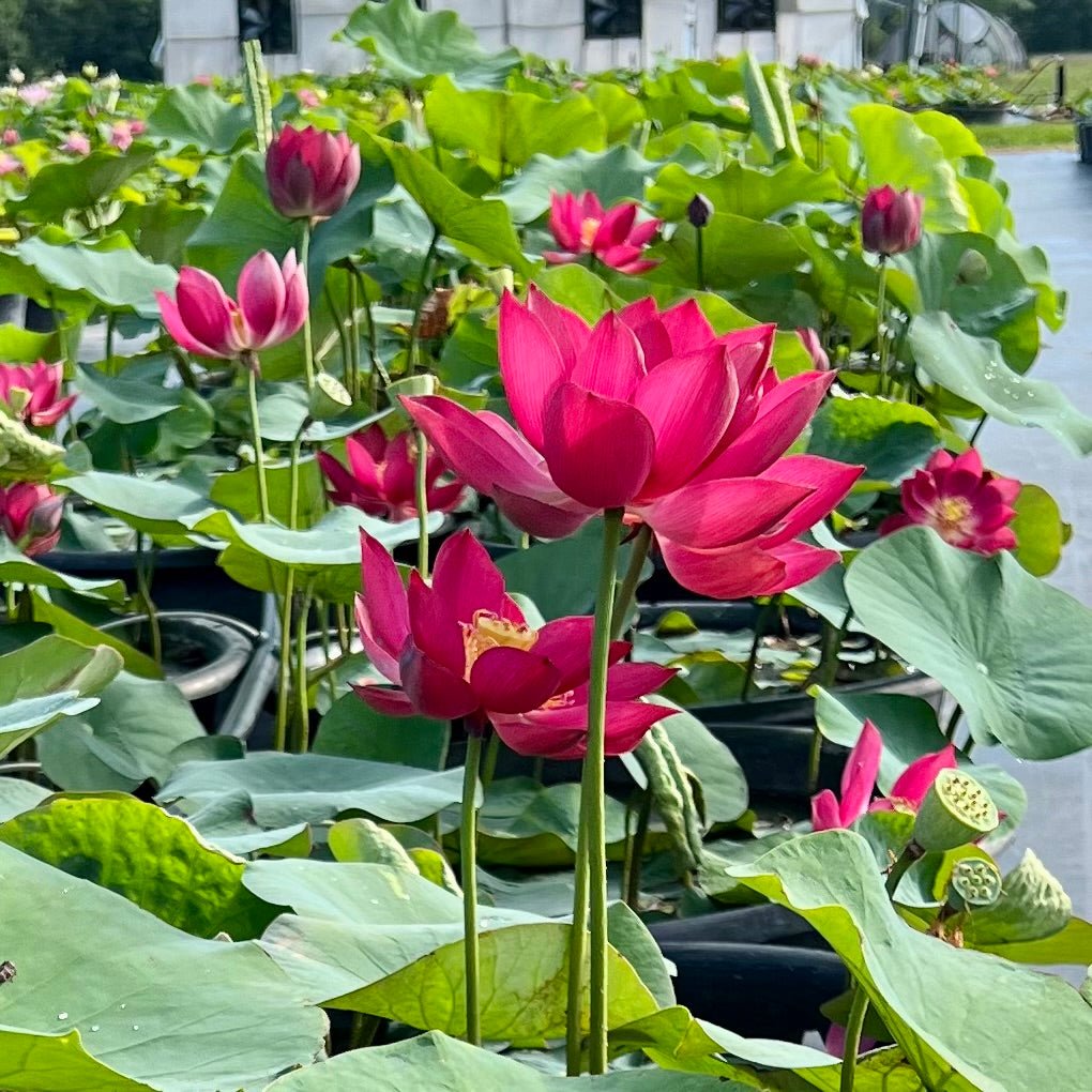 2026 Ancient Capitol Red Palace Lotus - Electric Red – Ten Mile Creek ...