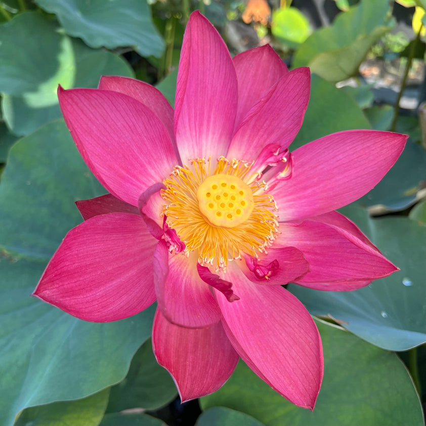 Magnificent 15 | Beautiful Lotus Flower Collections – Ten Mile Creek ...