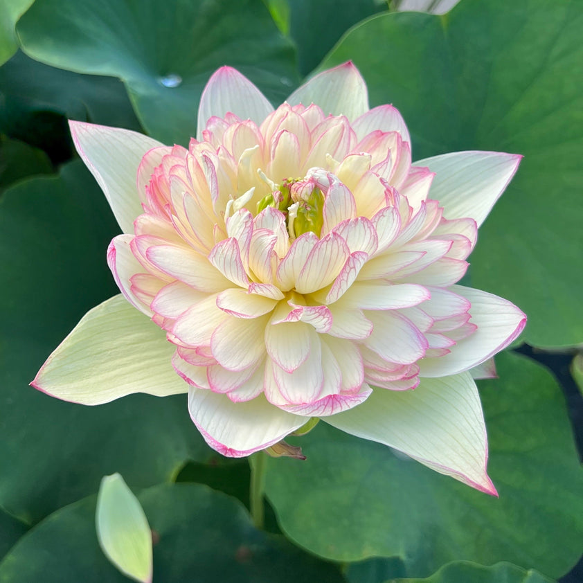 New Cloud Brocade | Beautiful Lotus Flower Collections – Ten Mile Creek ...