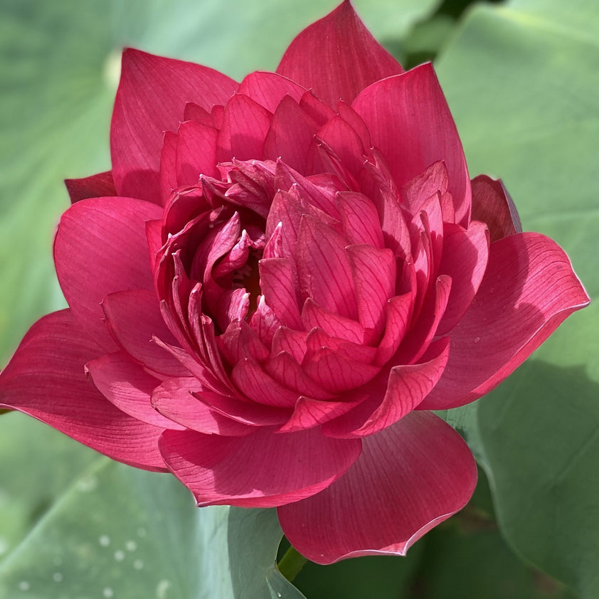 Ancient Capital Red Maple Lotus – Ten Mile Creek Nursery