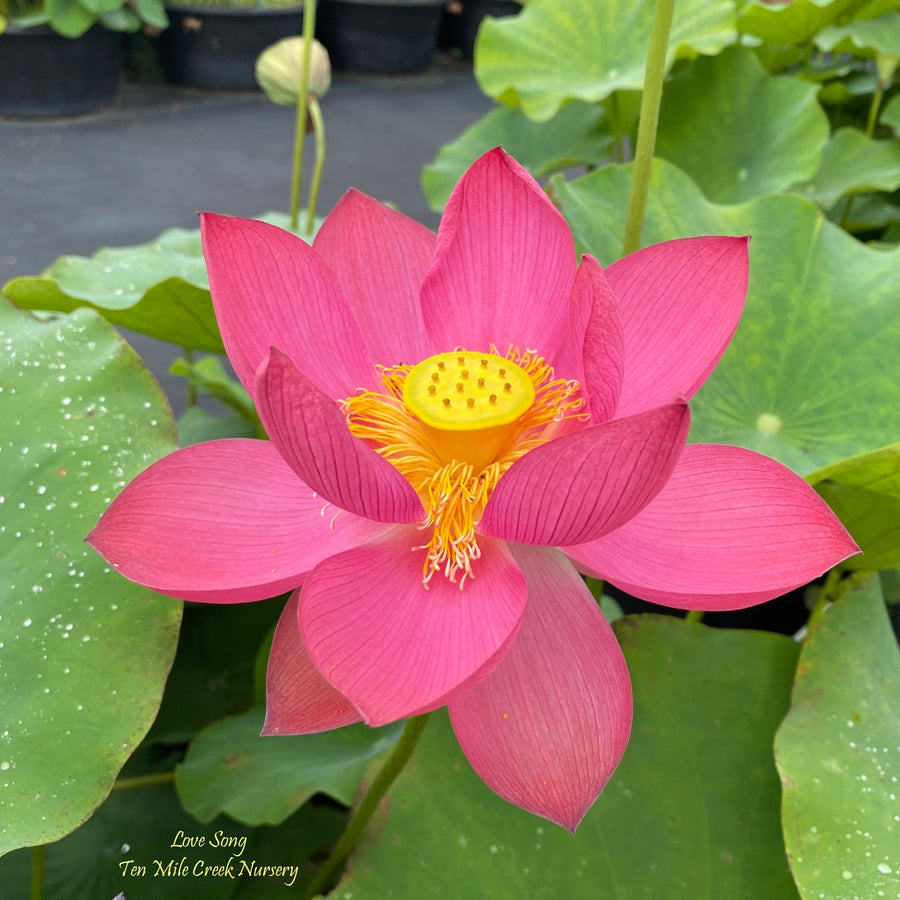 Love Song Lotus - Radiant Red!! – Ten Mile Creek Nursery