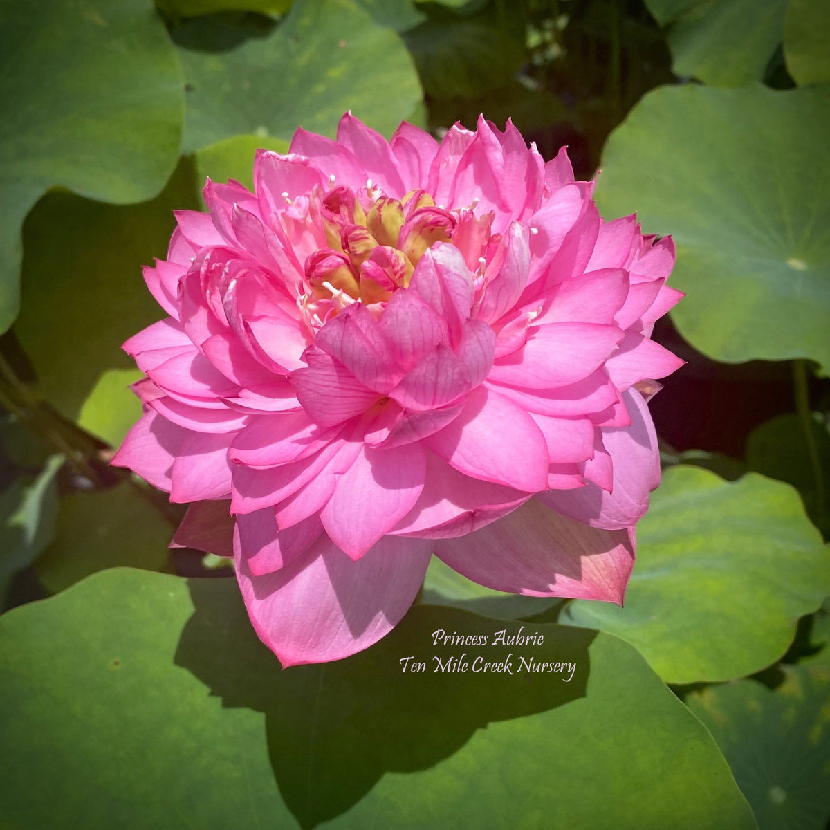 Princess Aubrie of Ten Mile Creek – Ten Mile Creek Nursery