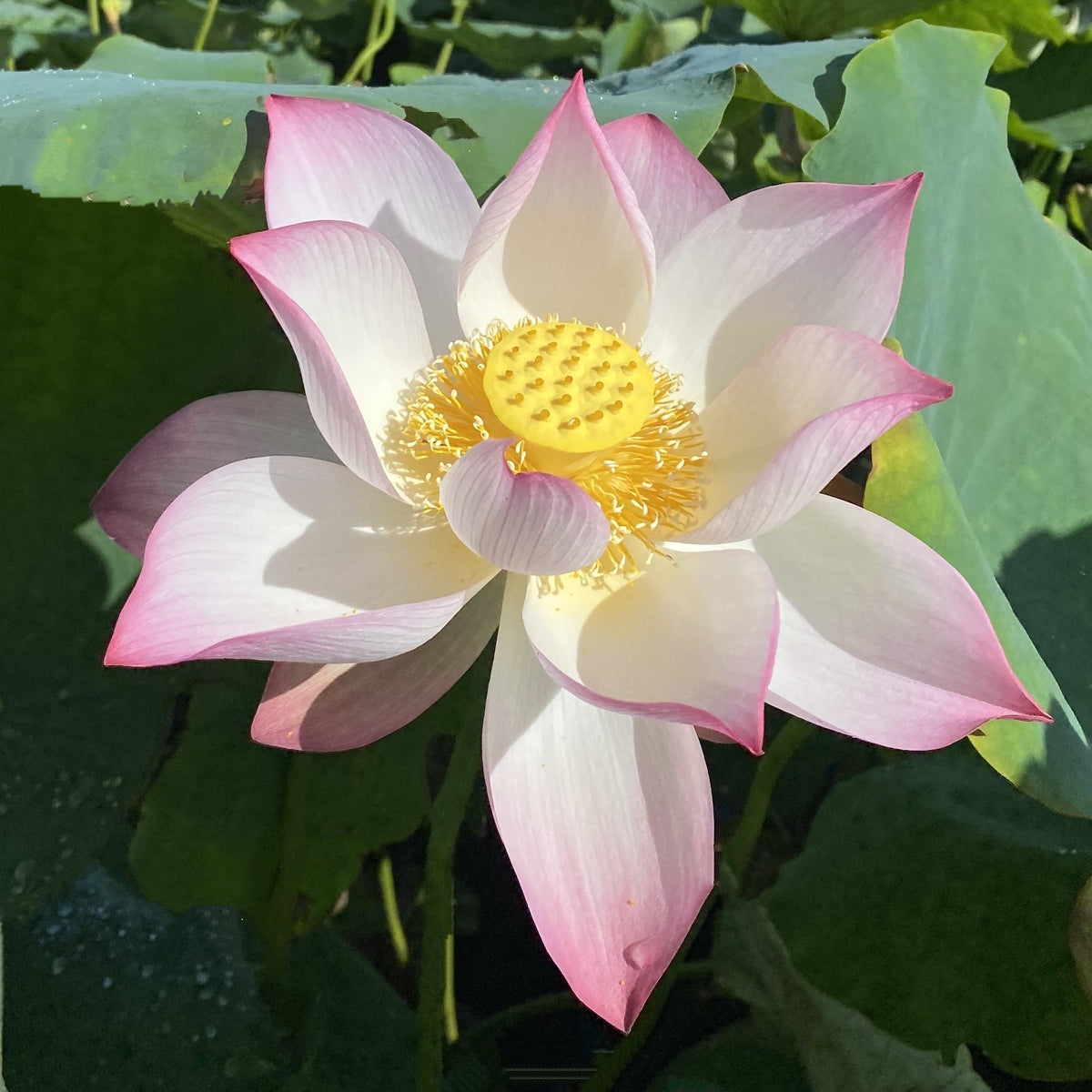 Mrs. Ramsay Rules the Roost - Glorious, HUGE Flowers!! – Ten Mile Creek ...