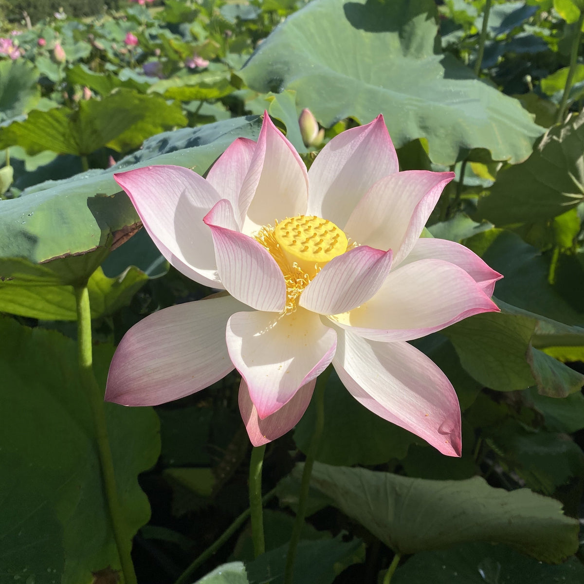 Mrs. Ramsay Rules the Roost - Glorious, HUGE Flowers!! – Ten Mile Creek ...