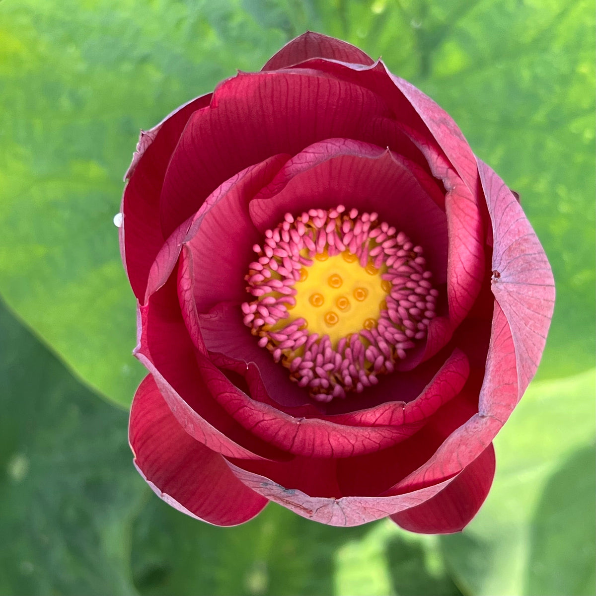Ancient Capitol Red Palace - Deep, Dark Red – Ten Mile Creek Nursery