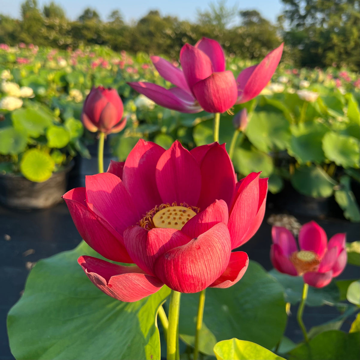 Ancient Capitol Red Palace - Deep, Dark Red – Ten Mile Creek Nursery