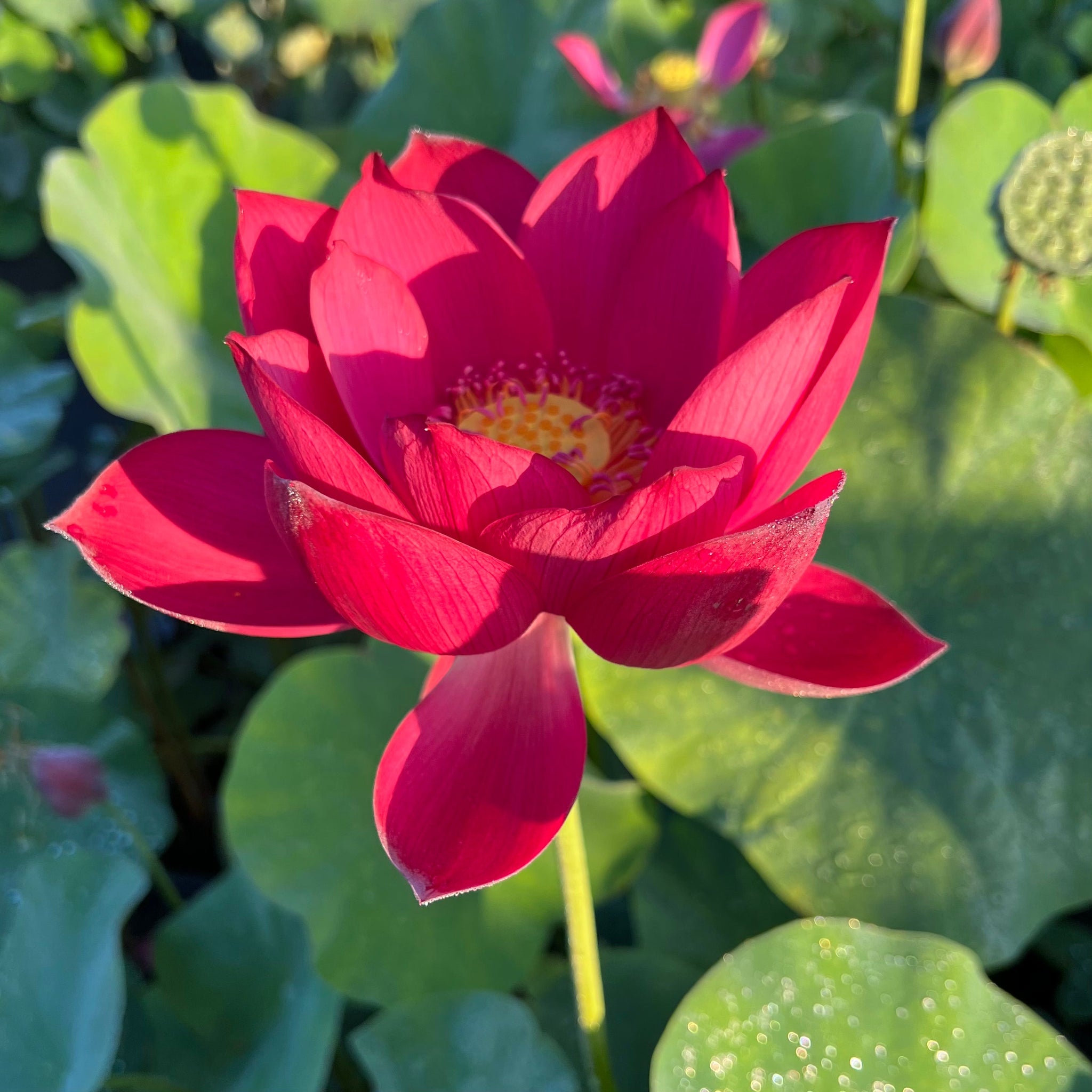 Ancient Capitol Red Palace - Deep, Dark Red – Ten Mile Creek Nursery