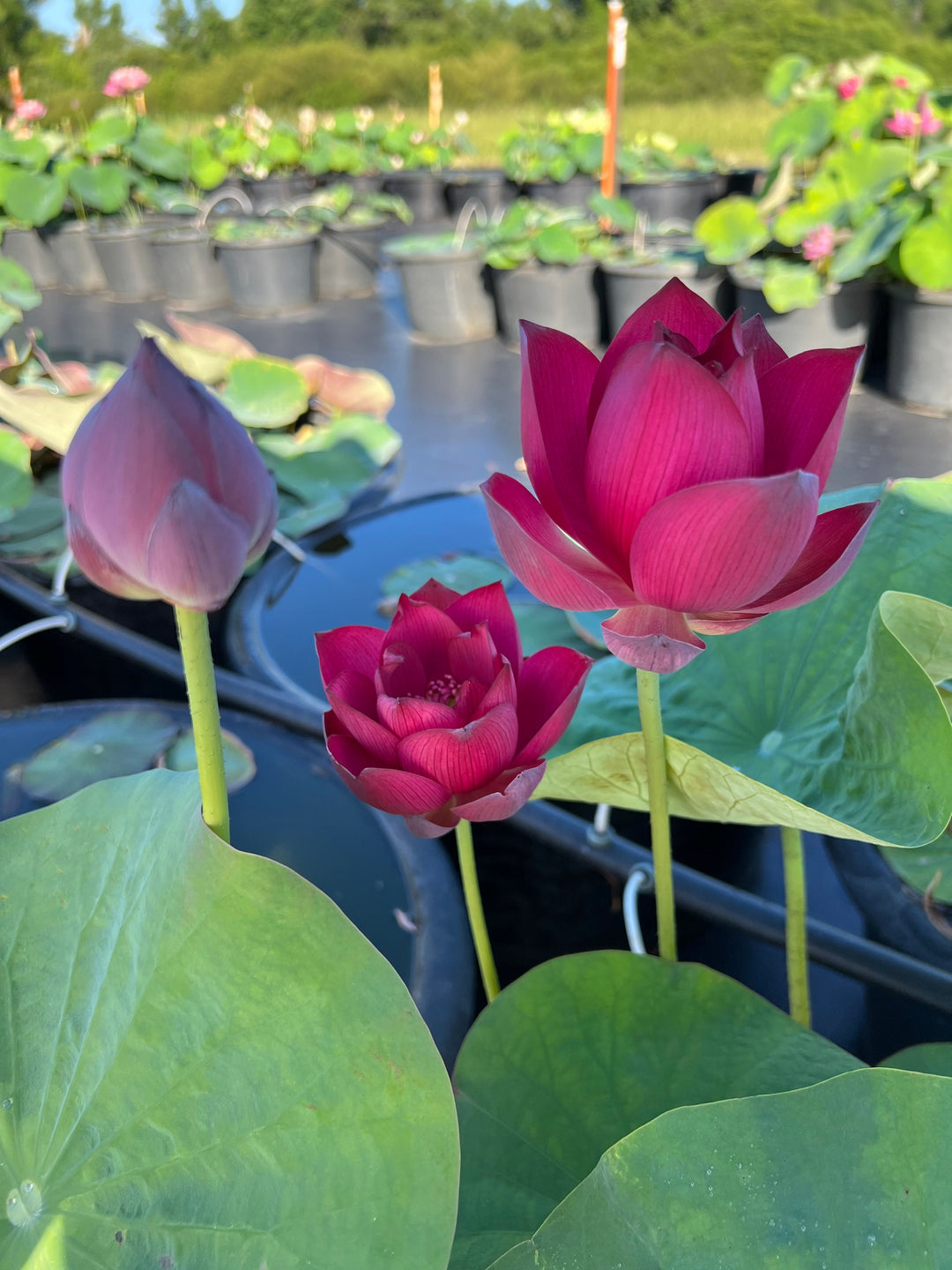 Ancient Capitol Red Palace - Deep, Dark Red – Ten Mile Creek Nursery