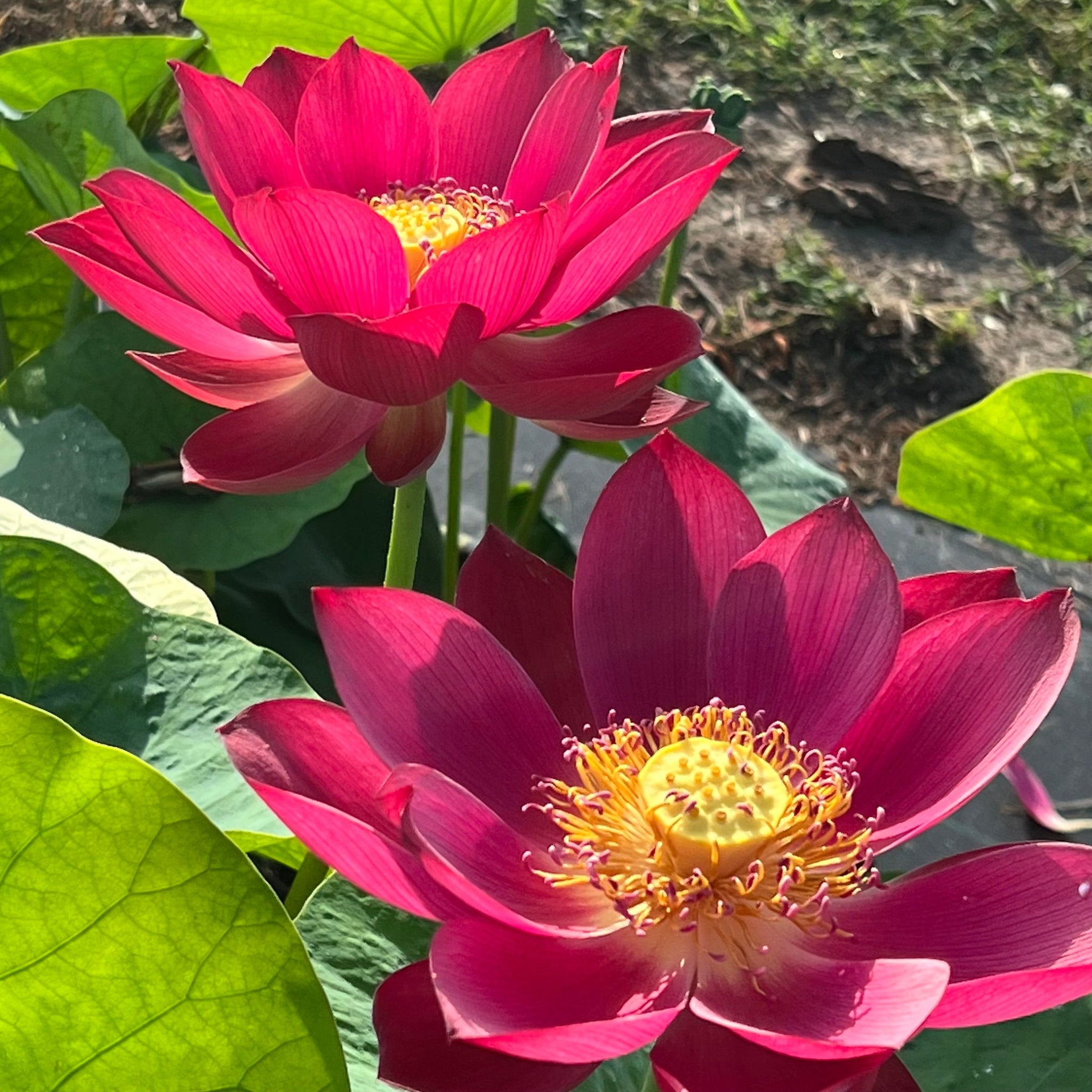 Ancient Capitol Red Palace - Deep, Dark Red – Ten Mile Creek Nursery