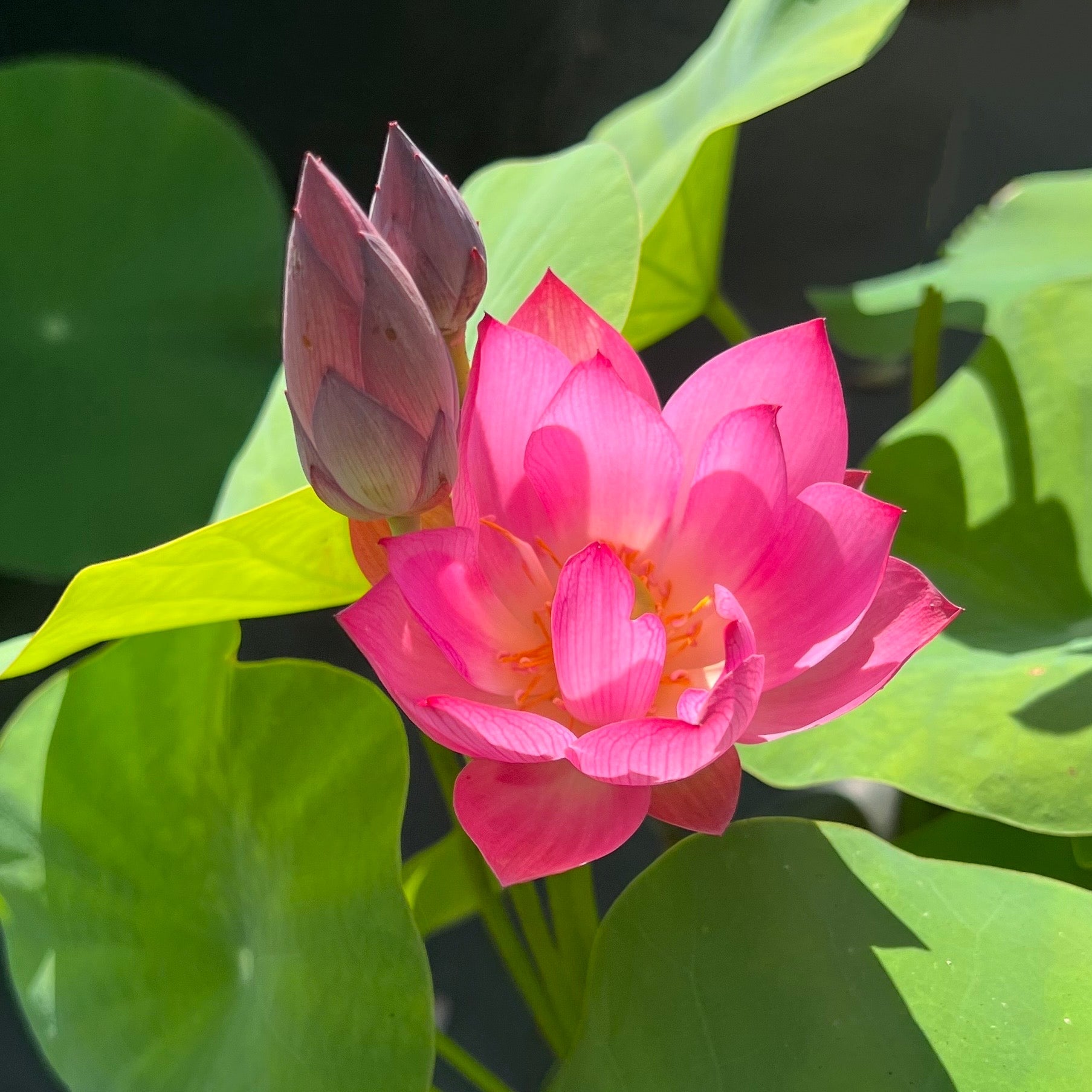Cute Kid Mini Lotus – Ten Mile Creek Nursery