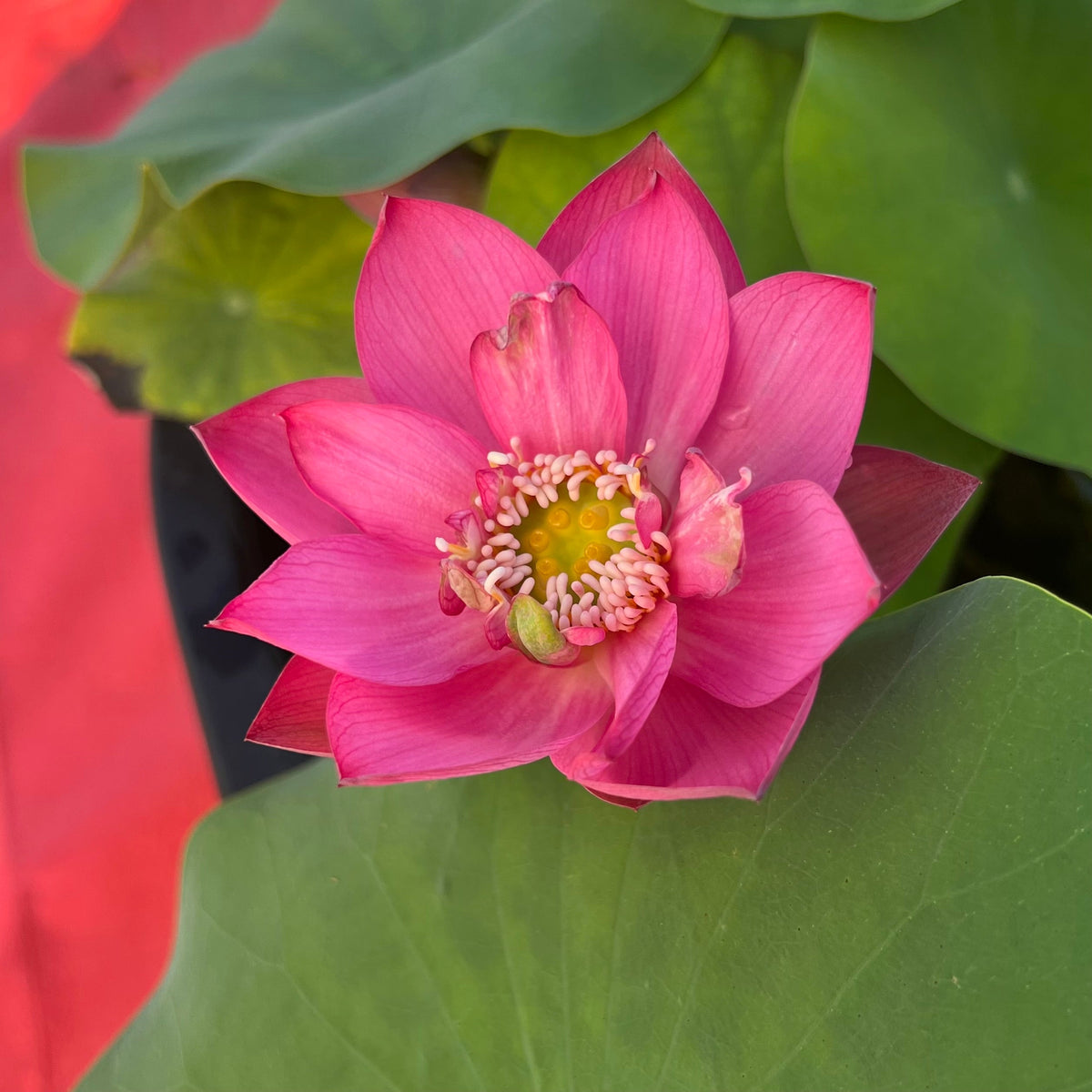 Cute Kid Mini Lotus – Ten Mile Creek Nursery