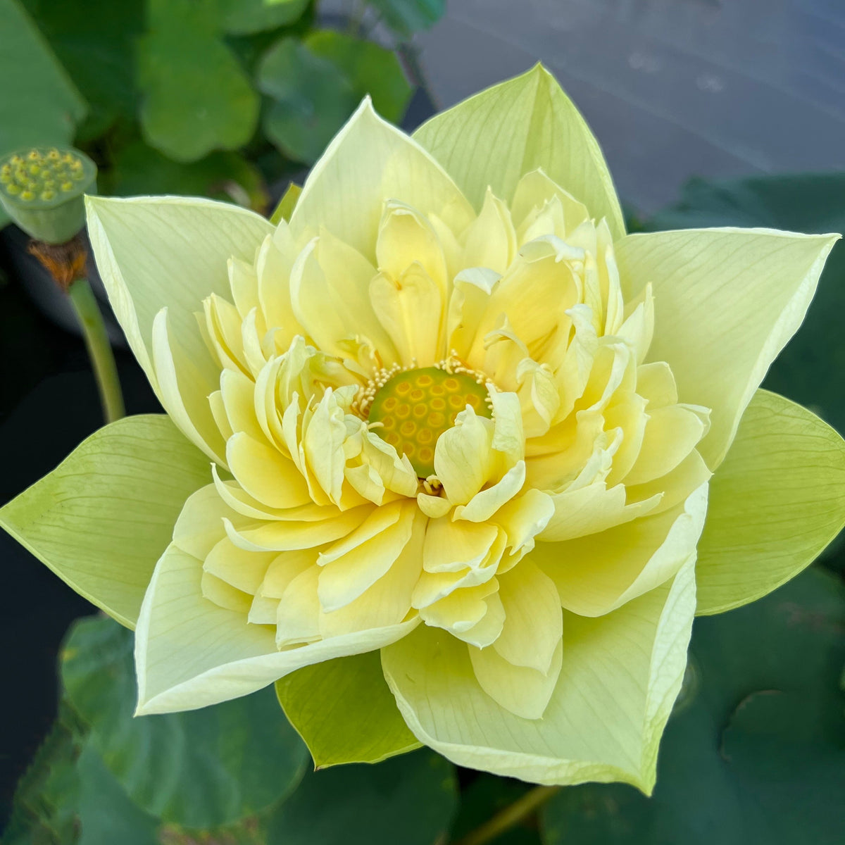 2026 Golden Builder Lotus - Super Bloomer! – Ten Mile Creek Nursery