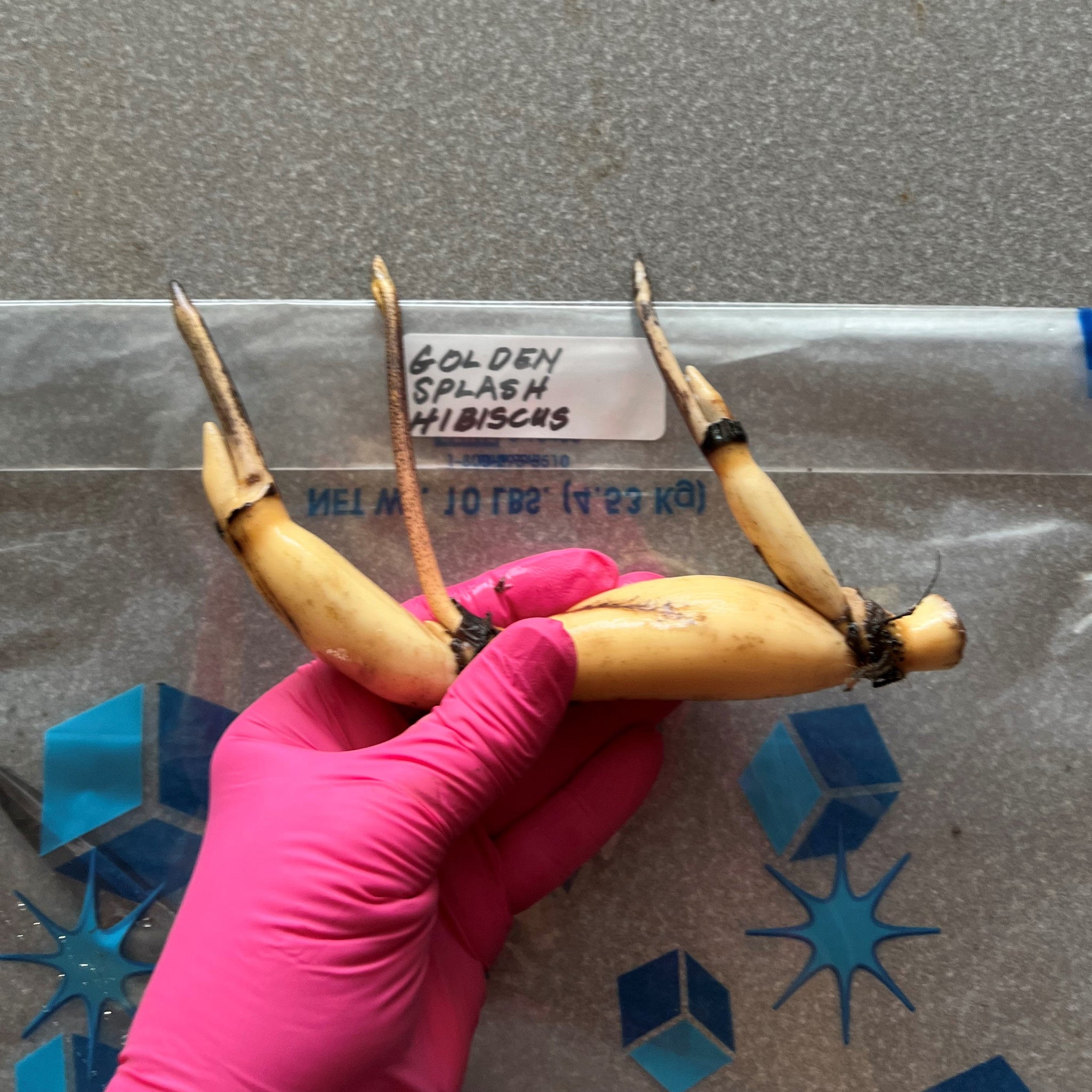 Golden Splash Hibiscus - Variegated Leaves! – Ten Mile Creek Nursery