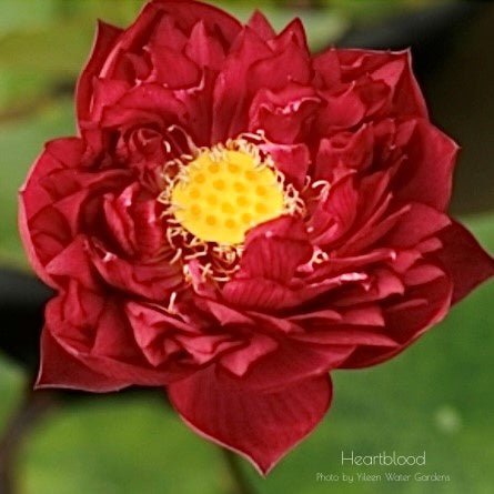 Heart Blood 16 Lotus - Deep Blood Red – Ten Mile Creek Nursery