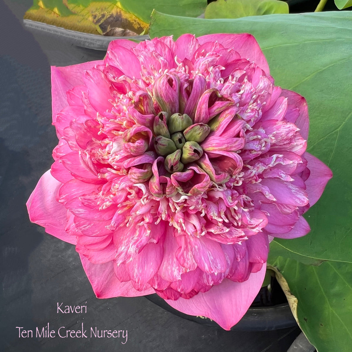 Kaveri – Ten Mile Creek Nursery