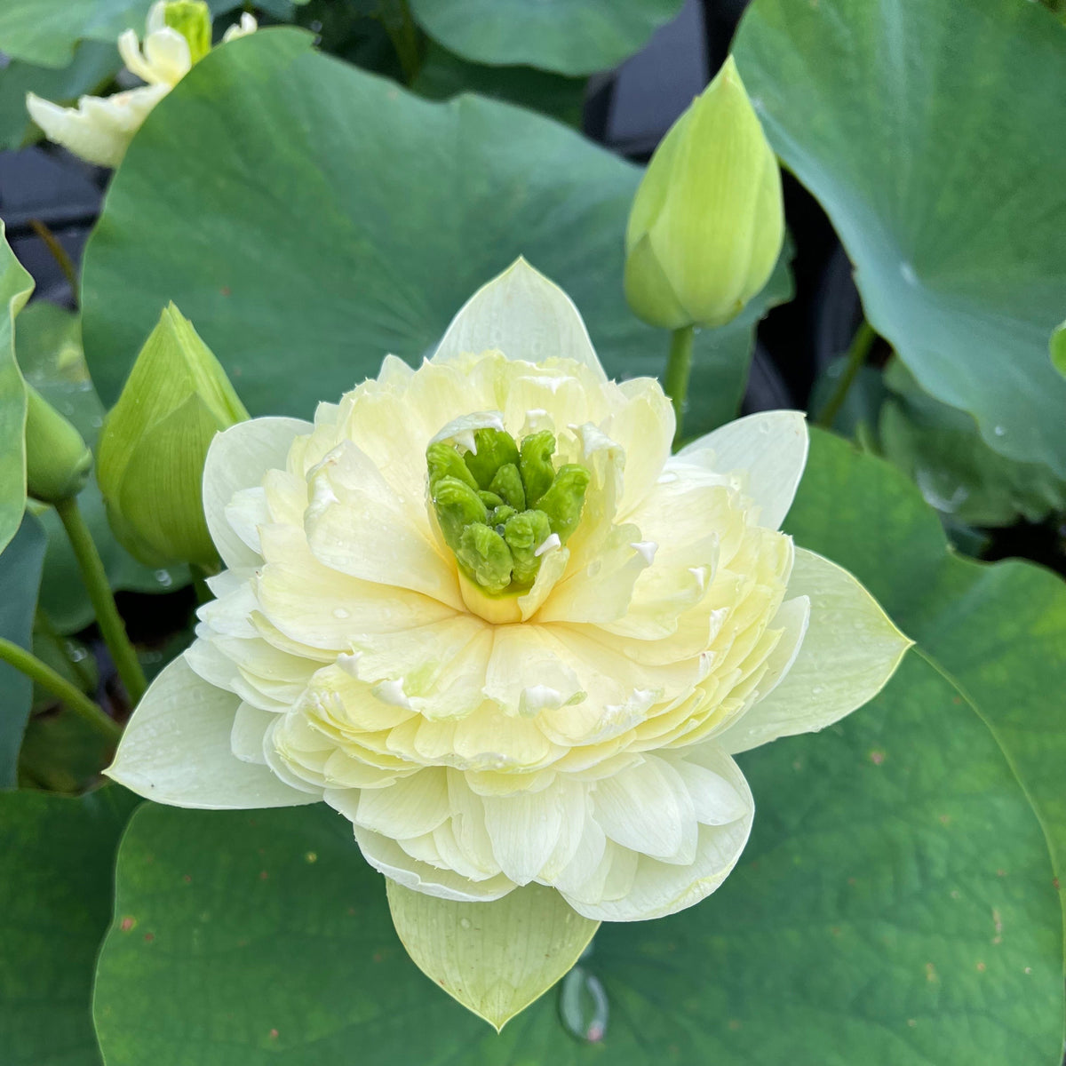 Prairie Dream - Massive Flowering! – Ten Mile Creek Nursery