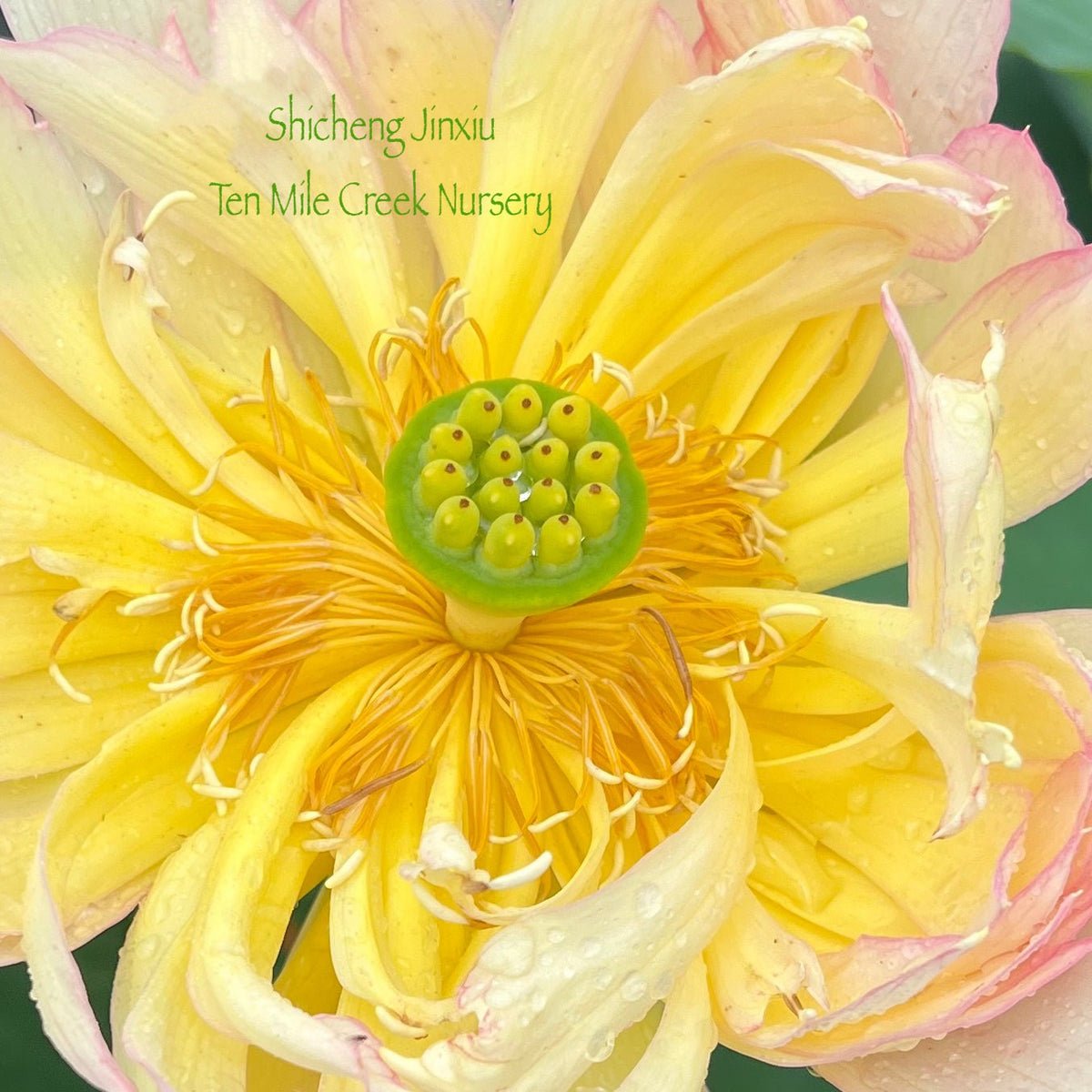 Shicheng Jinxiu - Protected Variety! – Ten Mile Creek Nursery