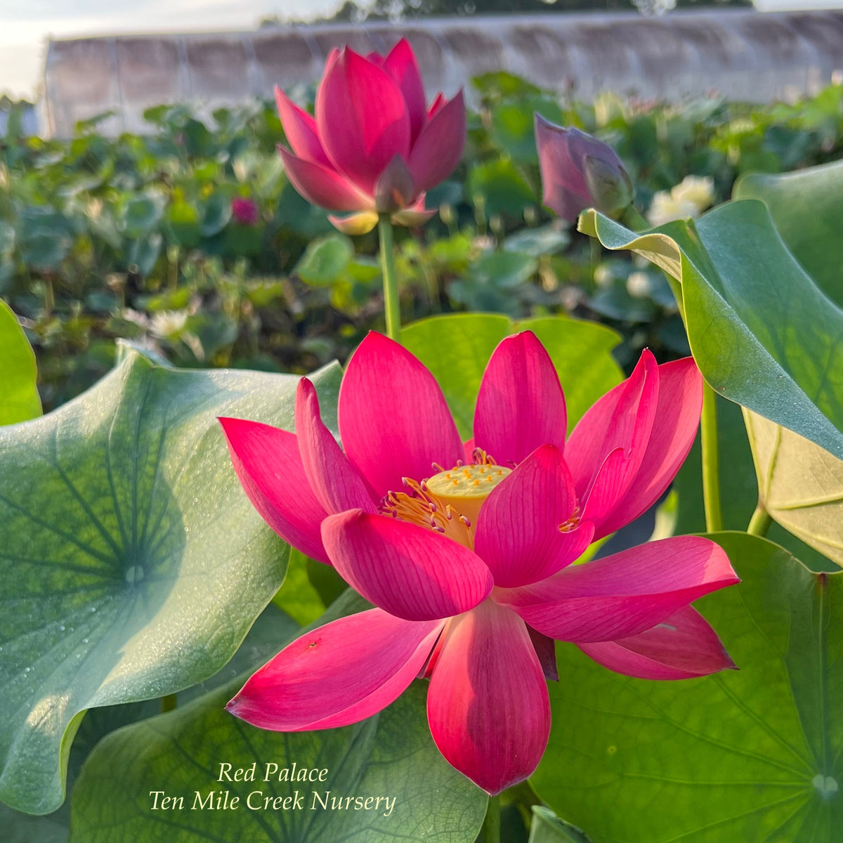Ancient Capitol Red Palace - Deep, Dark Red – Ten Mile Creek Nursery