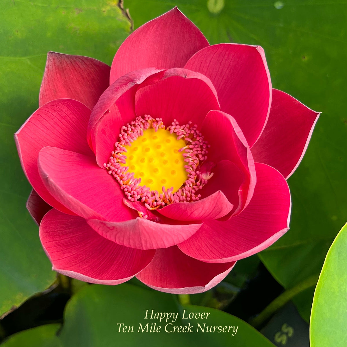Happy Lover Lotus - Perfection! – Ten Mile Creek Nursery