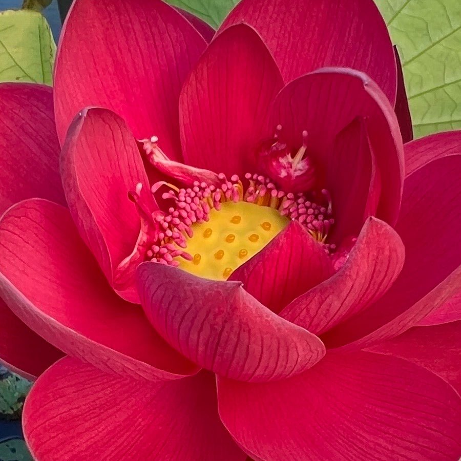 Happy Lover Lotus - Perfection! – Ten Mile Creek Nursery