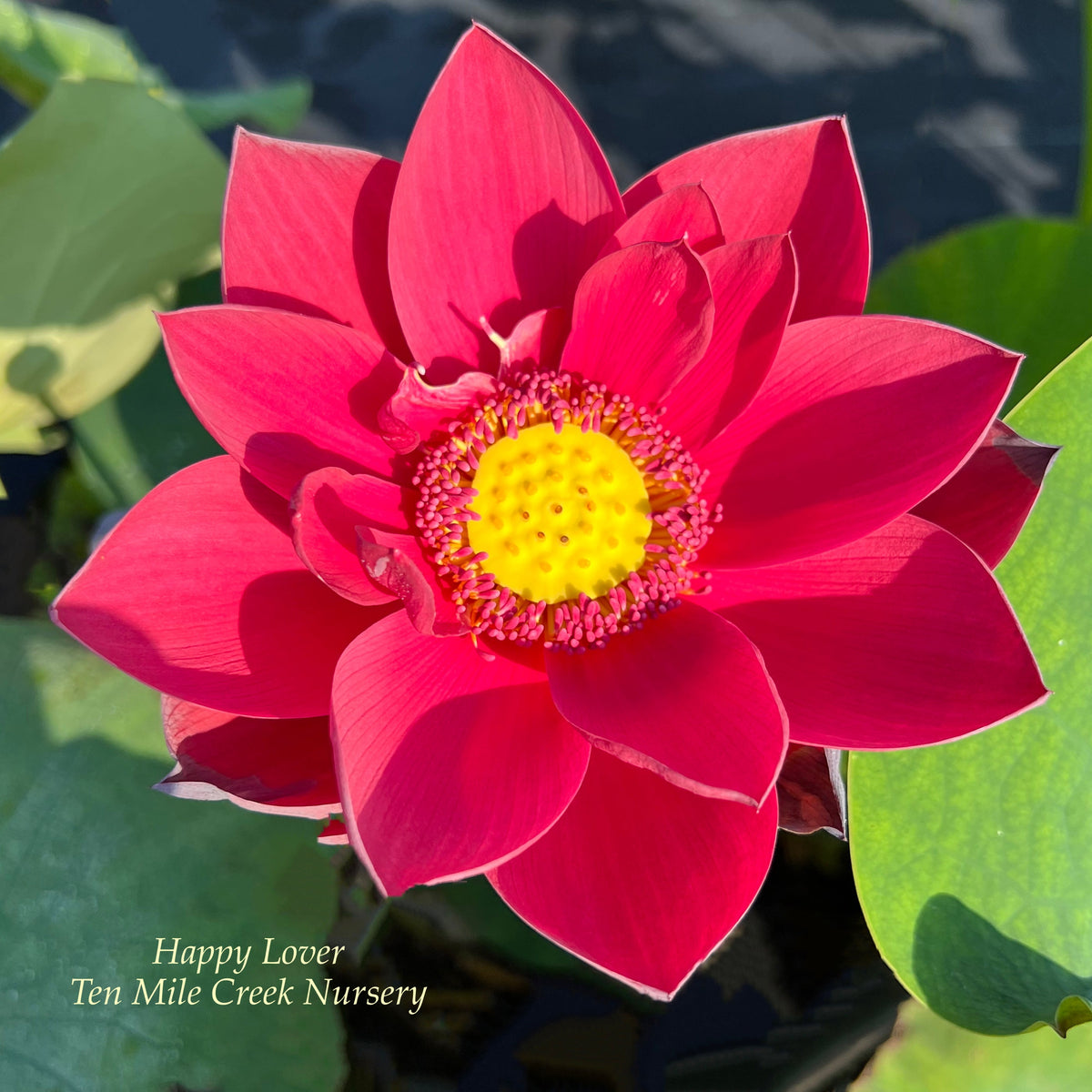 Happy Lover Lotus - Perfection! – Ten Mile Creek Nursery