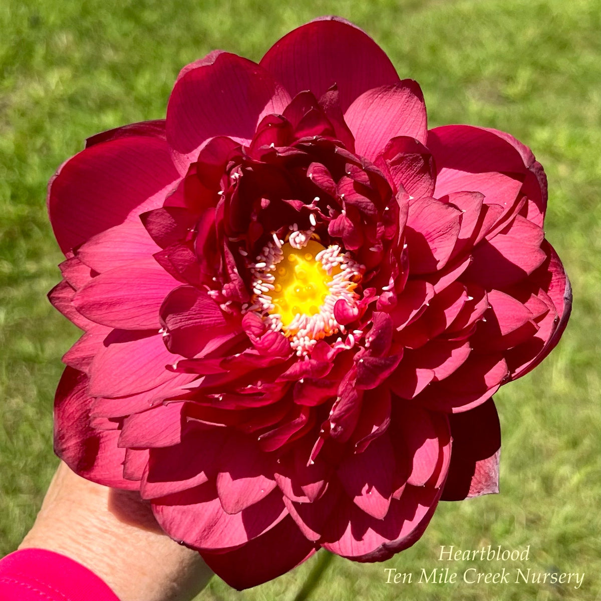 Heart Blood 16 Lotus - Deep Blood Red – Ten Mile Creek Nursery