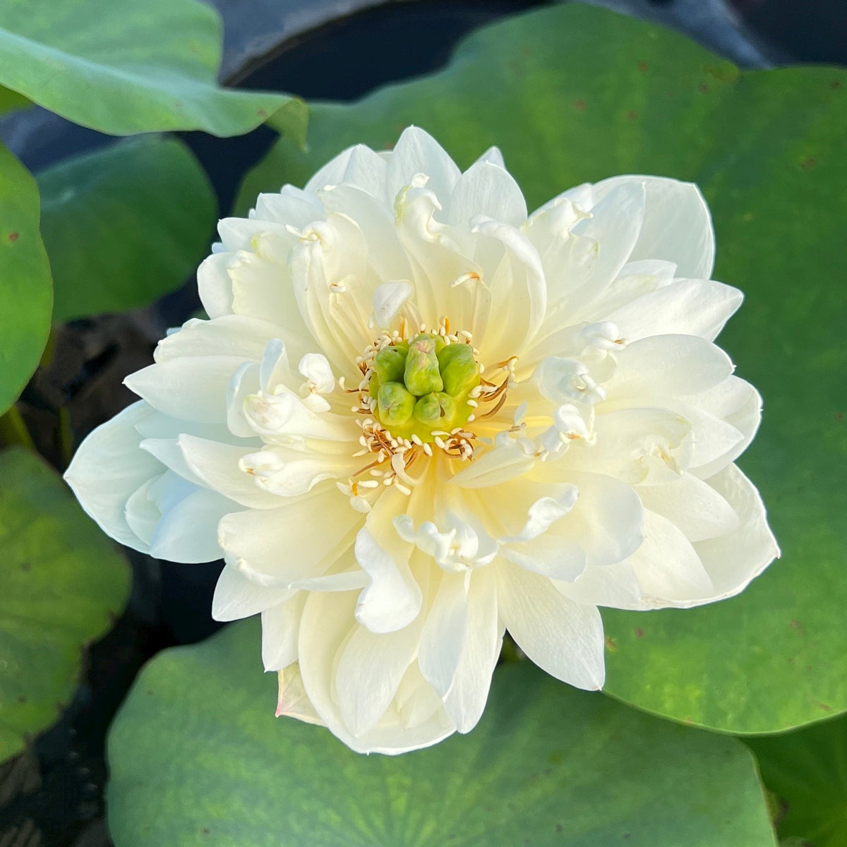 Jade Like Snow Mini-lotus – Ten Mile Creek Nursery