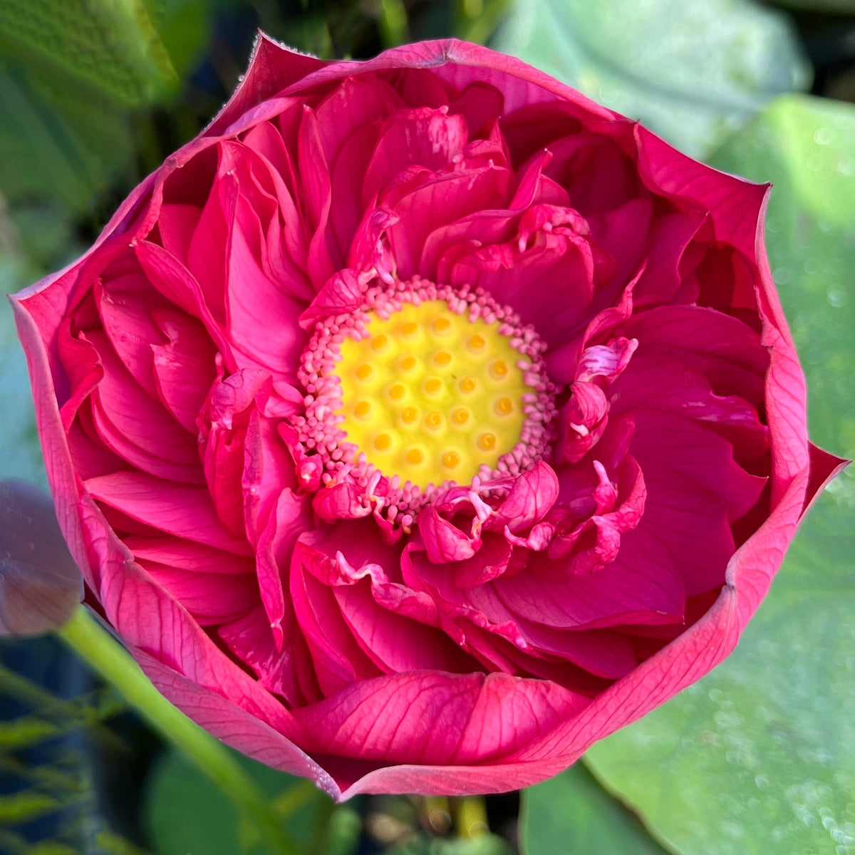 New Lanceolate Red | Beautiful Lotus Flower Collections – Ten Mile ...