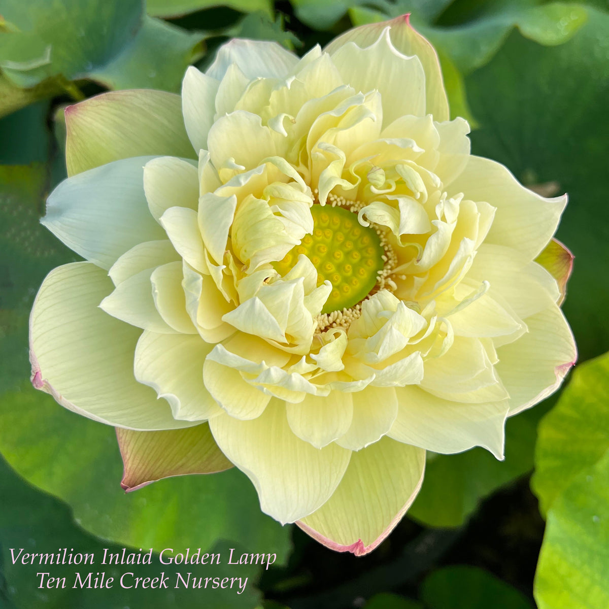 Vermilion Inlaid Gold Lamp- Like Velvet! – Ten Mile Creek Nursery