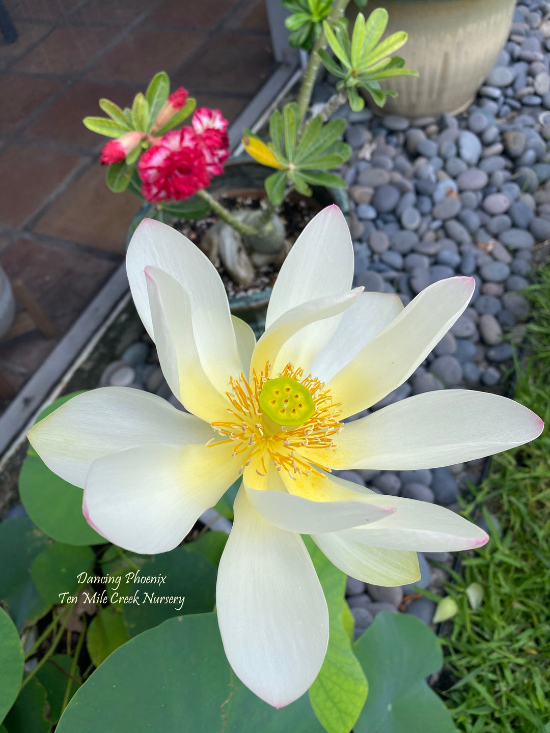 Dancing Phoenix | Beautiful Lotus Flower Collections – Ten Mile Creek ...