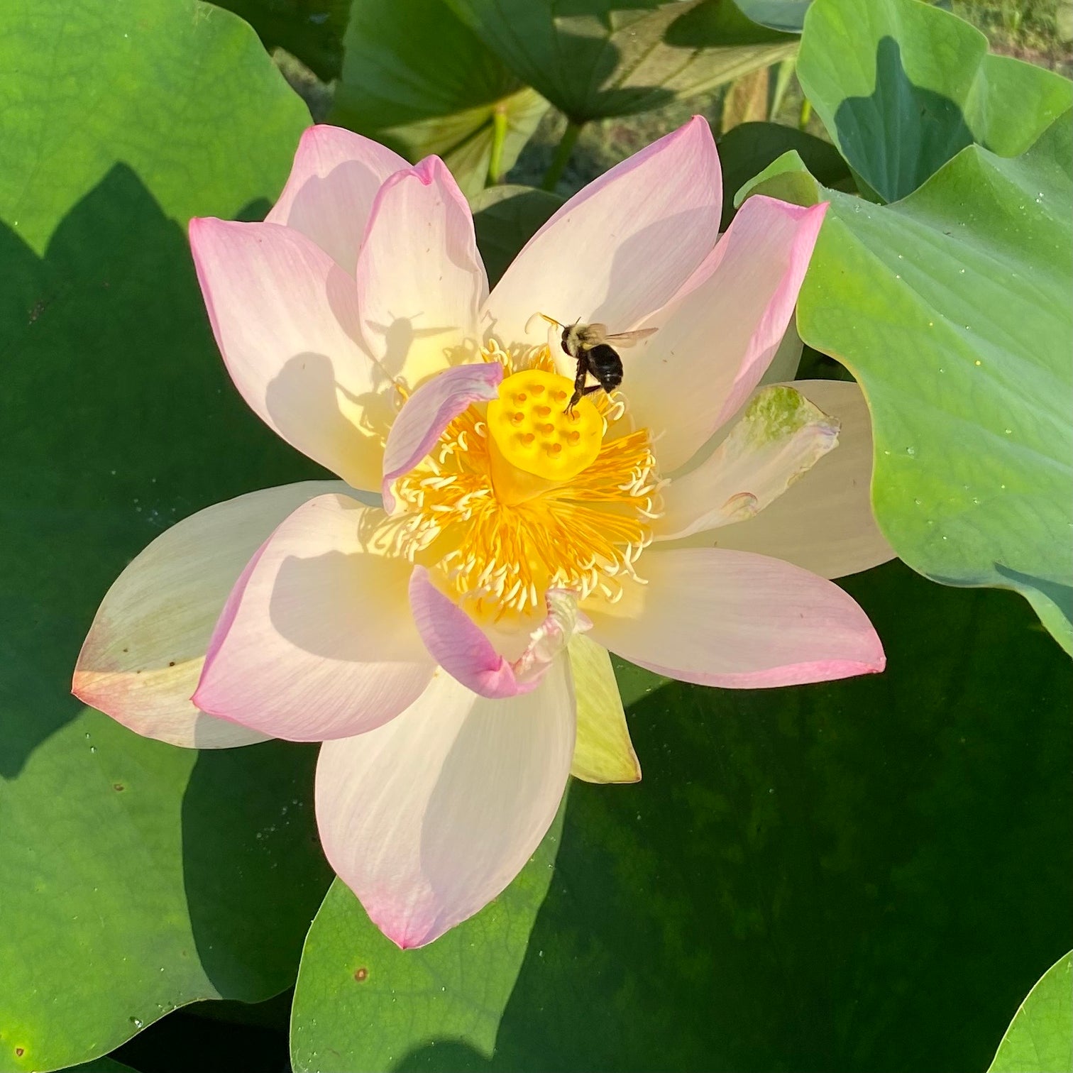 Space Lotus 36 | Beautiful Lotus Flower Collections – Ten Mile Creek ...