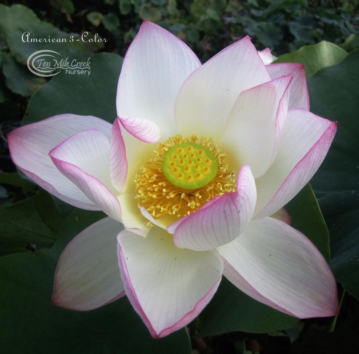 American Three-Color | Beautiful Lotus Flower Collections – Ten Mile ...