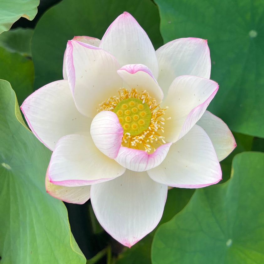 American Three-Color | Beautiful Lotus Flower Collections – Ten Mile ...