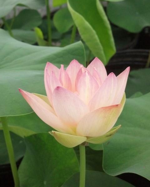Beautiful Dancer | Beautiful Lotus Flower Collections – Ten Mile Creek ...