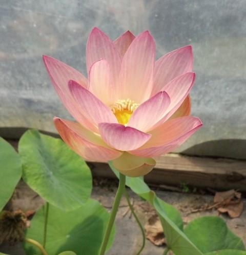 Beautiful Dancer | Beautiful Lotus Flower Collections – Ten Mile Creek ...