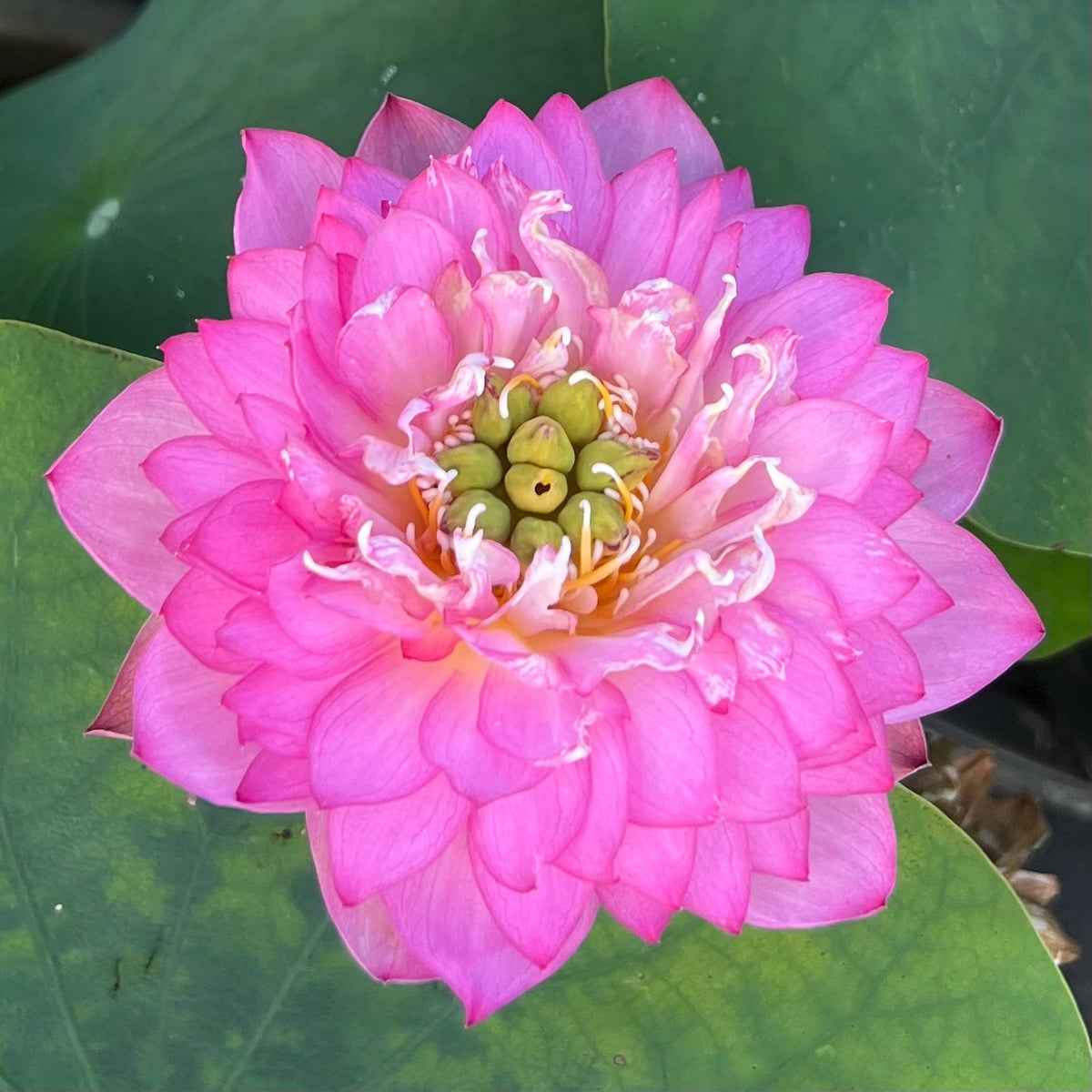 Celebration Lotus - Party Time! – Ten Mile Creek Nursery