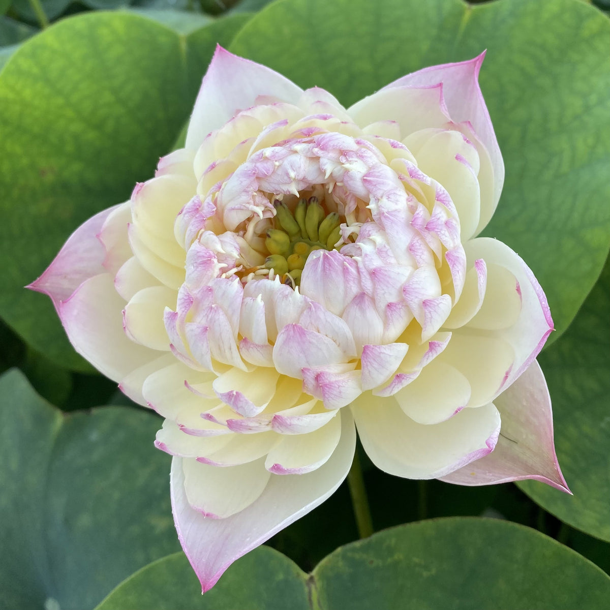 Charming Lips | Beautiful Lotus Flower Collections – Ten Mile Creek Nursery