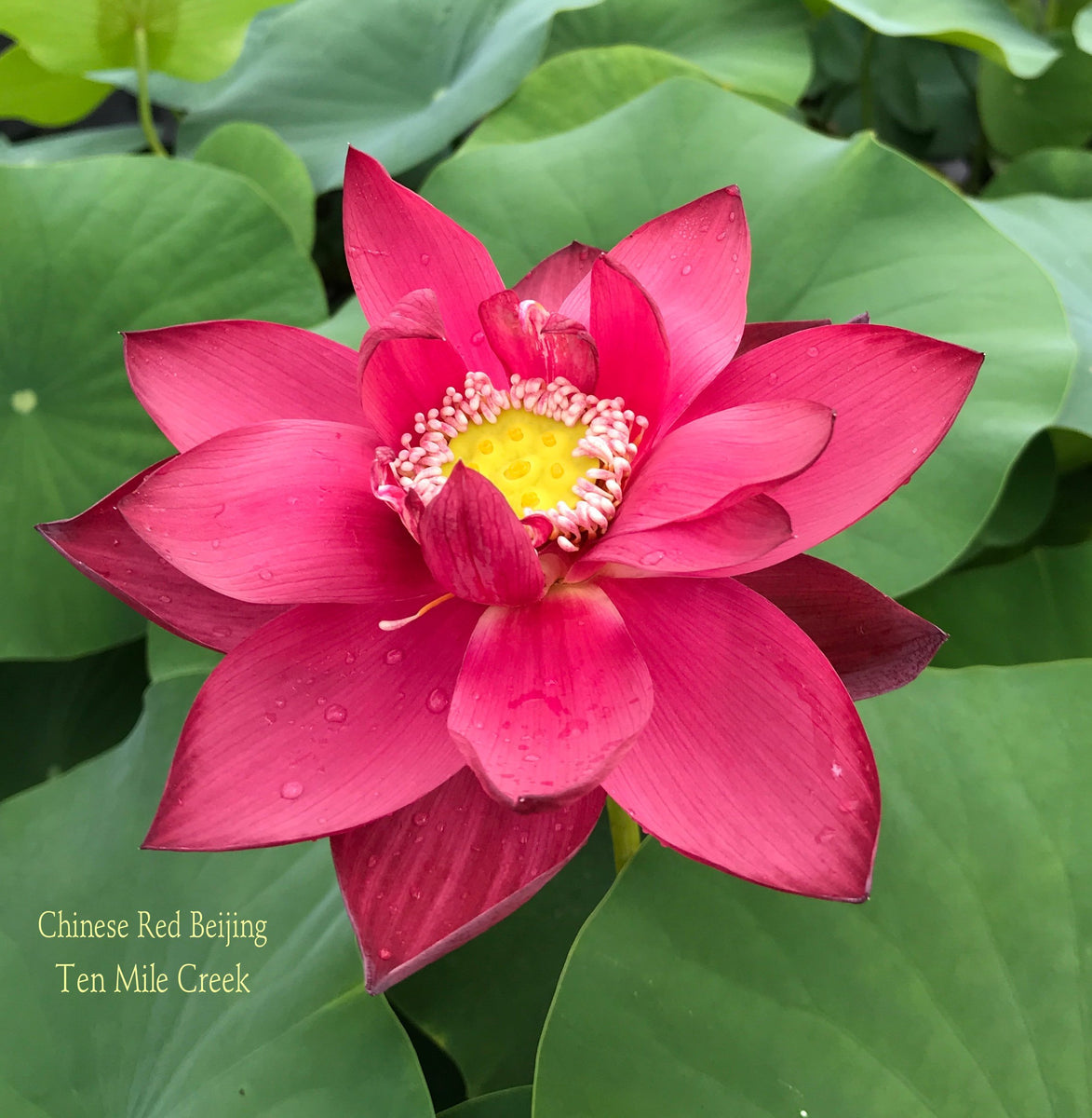 Chinese Red Beijing | Beautiful Lotus Flower Collections – Ten Mile ...