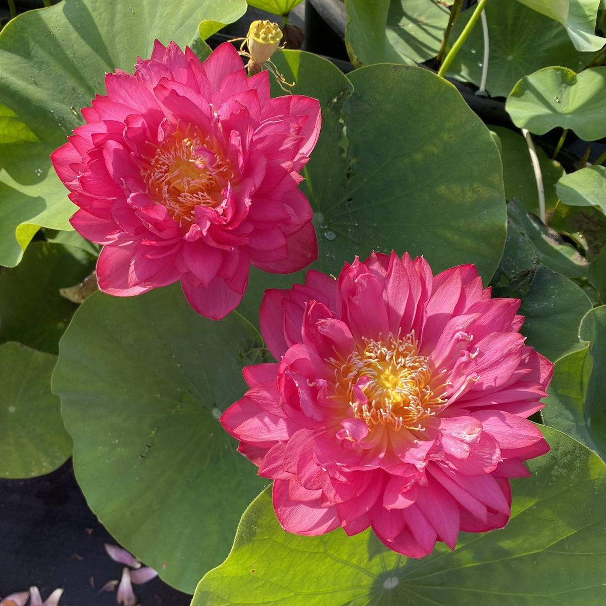 Chinese Red Jinggangshen | Beautiful Lotus Flower Collections – Ten ...