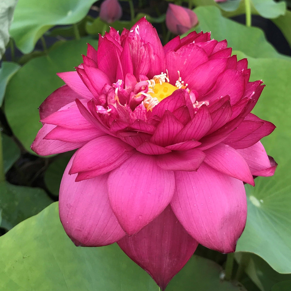 Chinese Red Jinggangshen | Beautiful Lotus Flower Collections – Ten ...