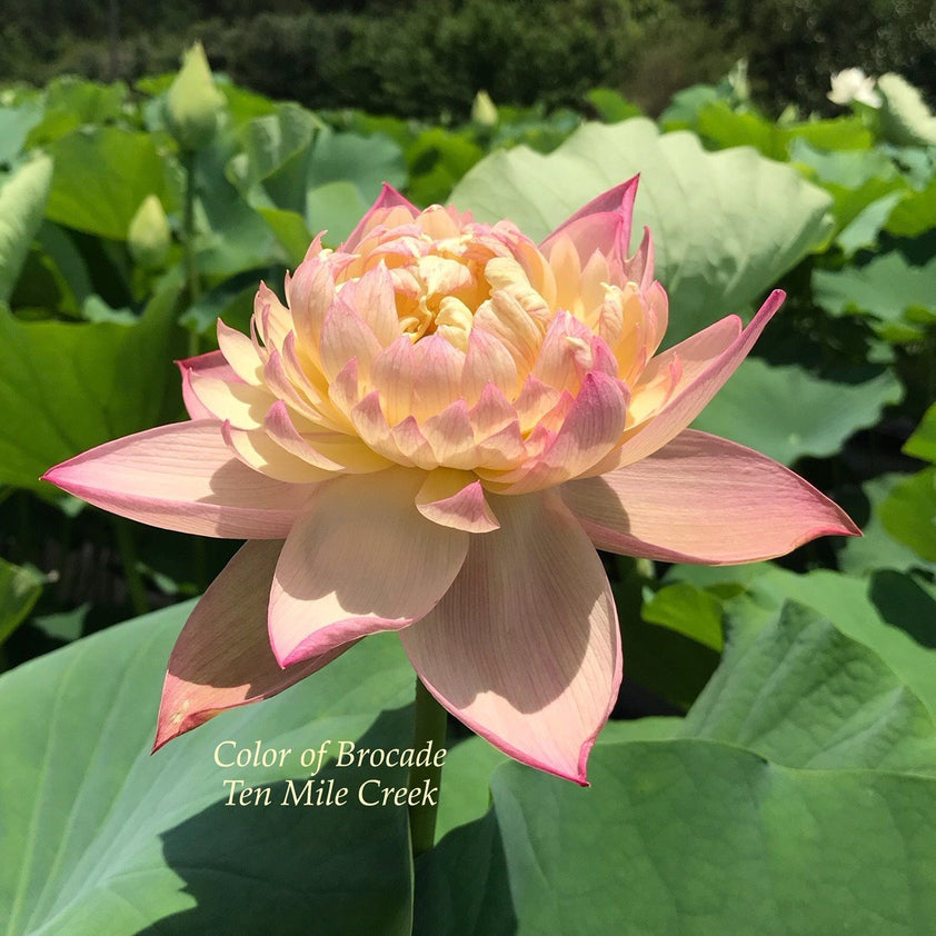 Color of Brocade | Beautiful Lotus Flower Collections – Ten Mile Creek ...