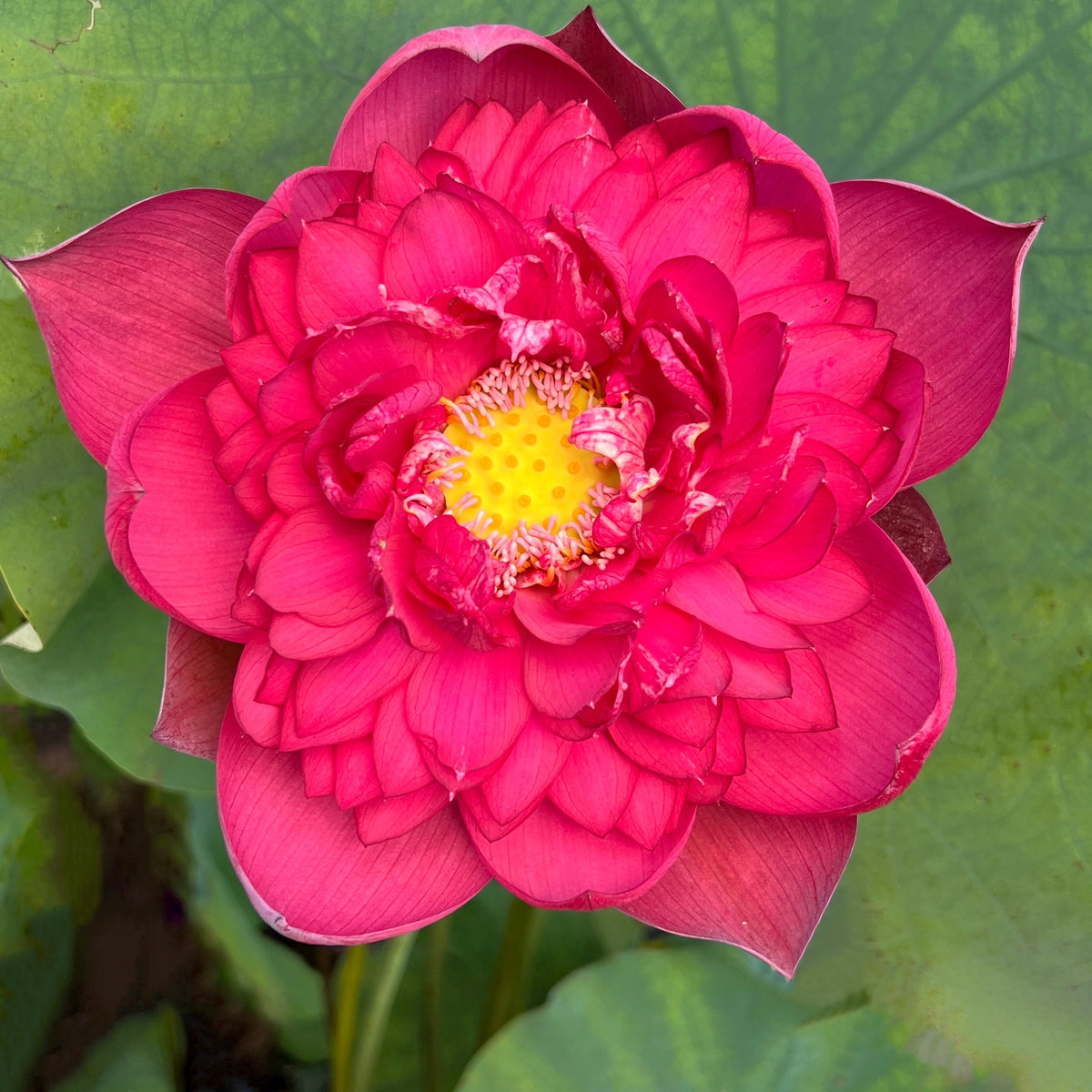 Red Commander | Beautiful Lotus Flower Collections – Ten Mile Creek Nursery