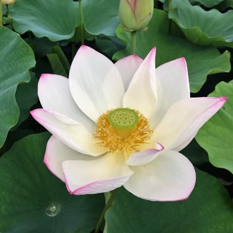 Cranberry Kiss | Beautiful Lotus Flower Collections – Ten Mile Creek ...