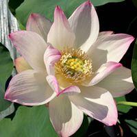 Cranberry Kiss | Beautiful Lotus Flower Collections – Ten Mile Creek ...