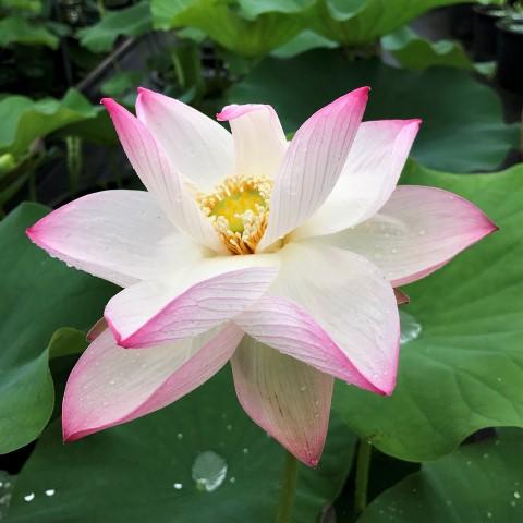 Cranberry Kiss | Beautiful Lotus Flower Collections – Ten Mile Creek ...